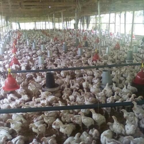 Poultry Farms in Nigeria - Poultry Farmers - 1 | EZ Farming
